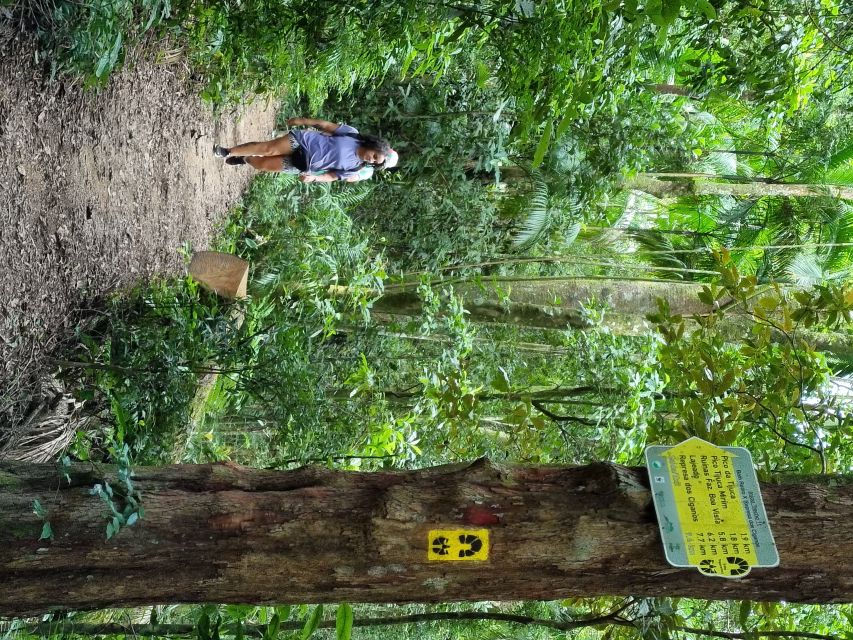 Rio: Hike to Tijuca Peak the Highest Summit in Tijuca Forest | Power ...