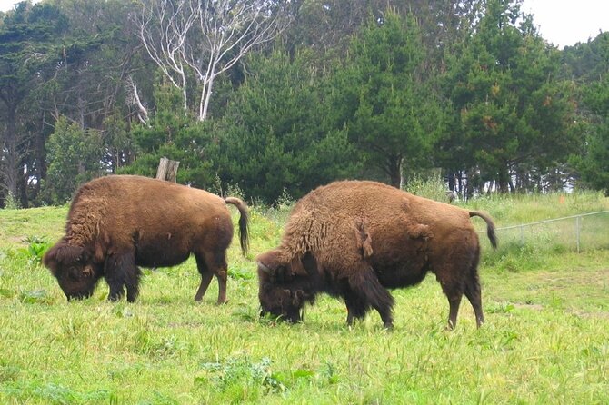 San Francisco Golden Gate Park Tour | Power Traveller