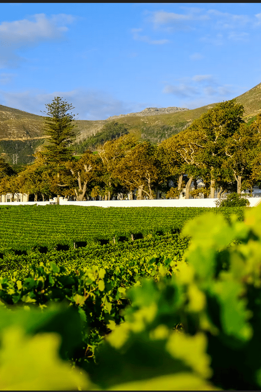 Table Mountain and Constantia Wine Tasting Private Tour | Power Traveller