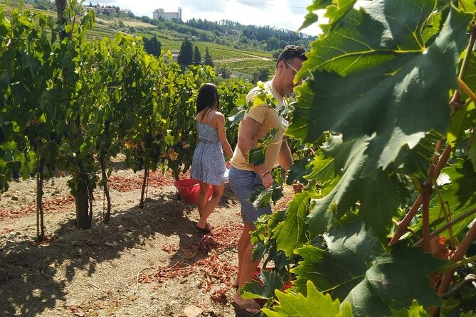 Grape Stomping and Wine Tasting in Tuscany | Power Traveller