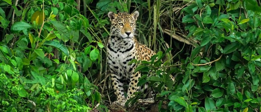 From Cusco | Manu Jungle Excursion 7D/6N | Wonders of Manu | Power ...